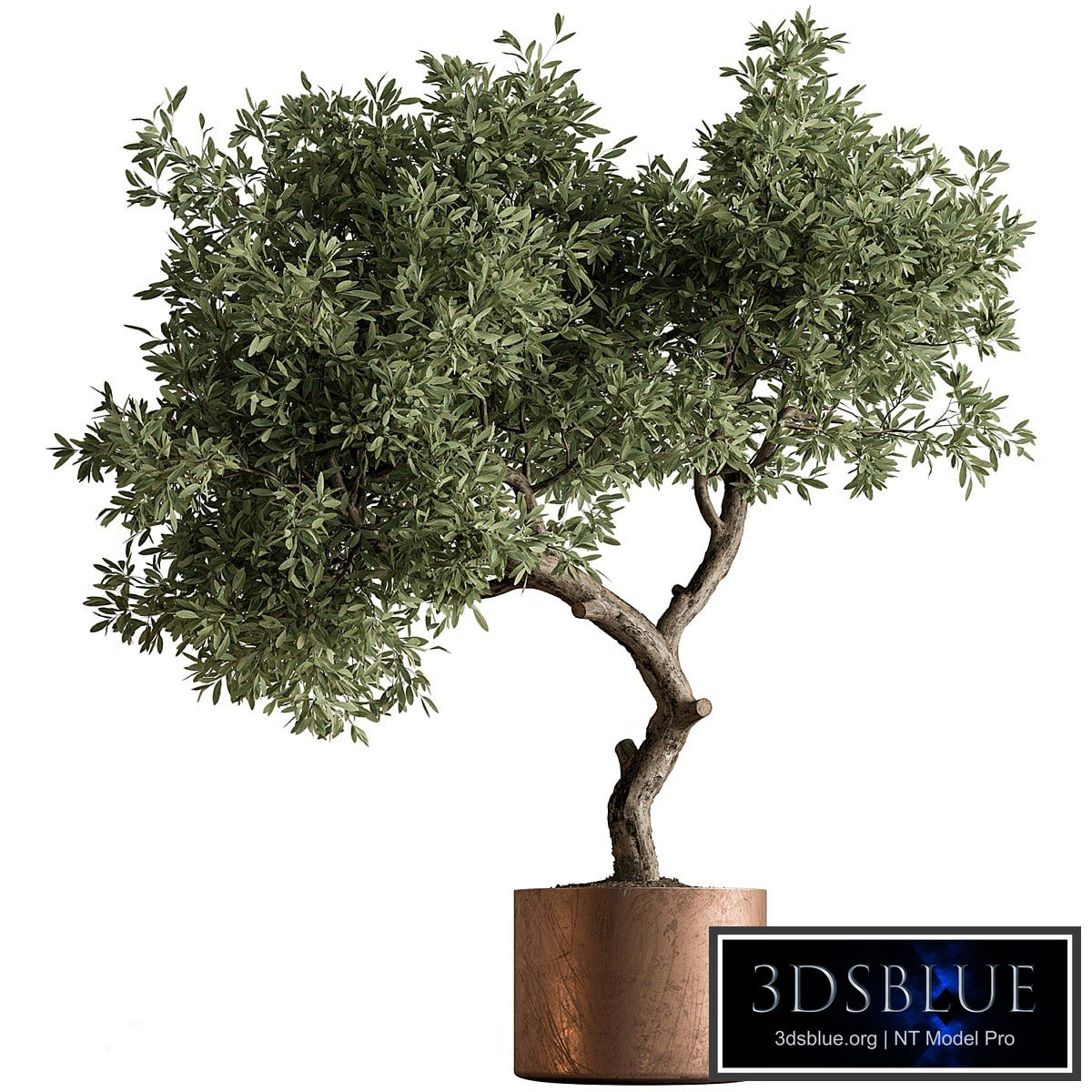 Indoor Plant 573 -Tree in Pot