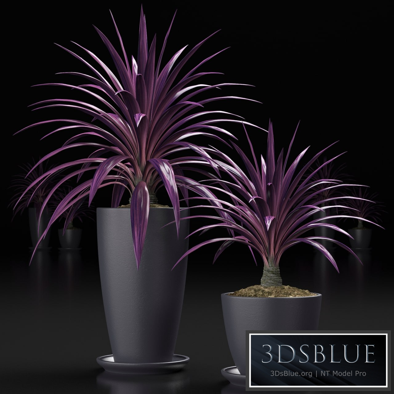 PLANTS_16