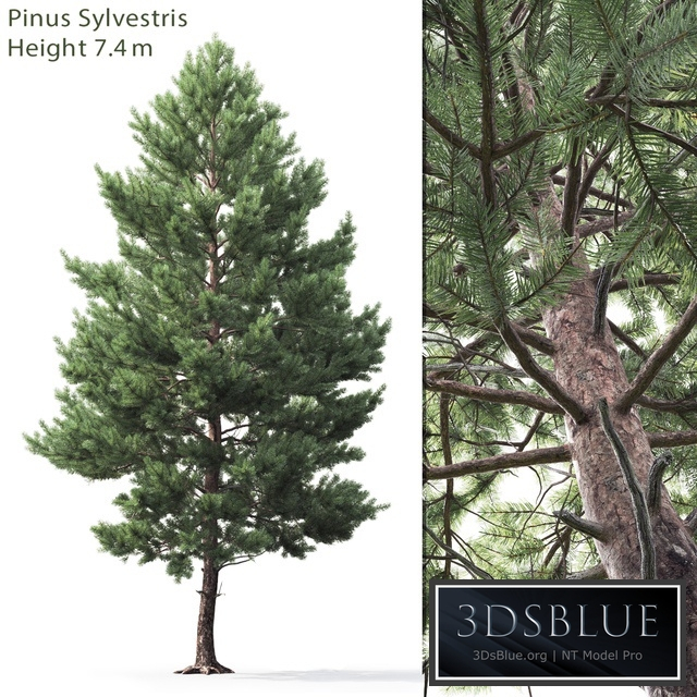 Pine