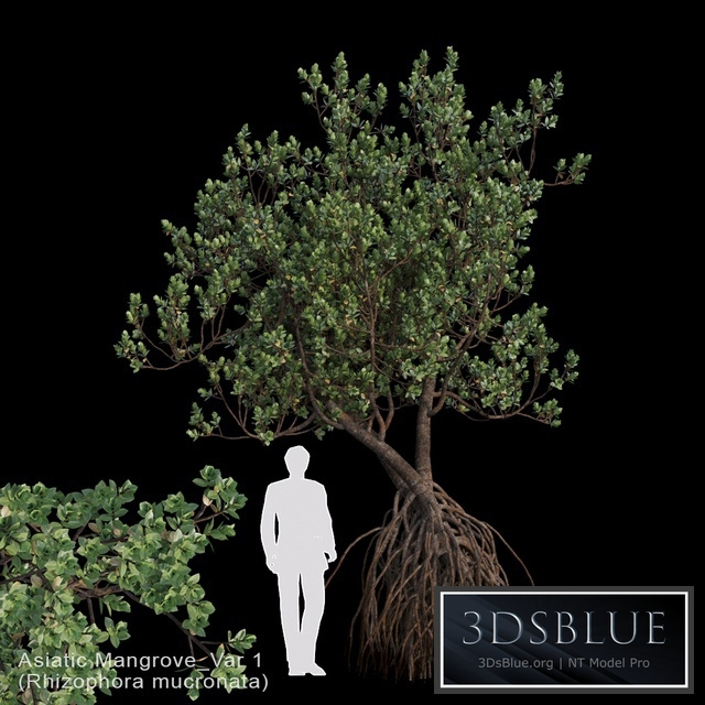 Rhizophora mucronata Var1