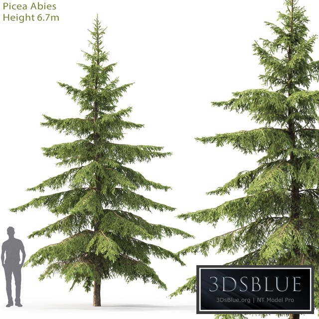 Spruce
