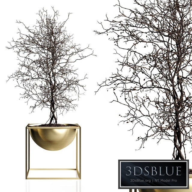 Branching tree