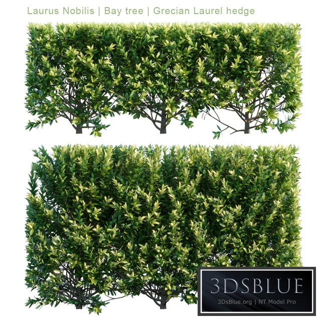Laurus Nobilis | Bay tree | Grecian Laurel hedge