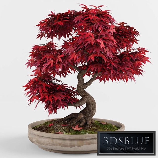 Bonsai japanese maple decorative tree