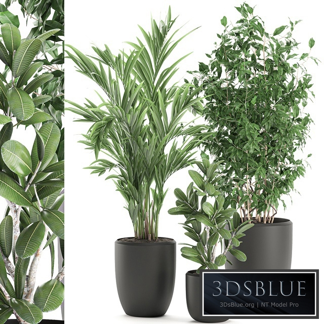 Plant Collection 567. Ficus benjamina, palm tree, hovea, flowerpot, in