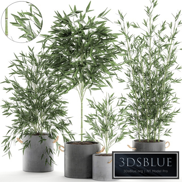 Plant Collection Bamboo bush 596. Bush, concrete flowerpot, exotic pla