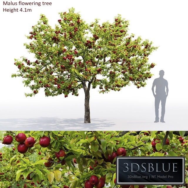 Apple tree