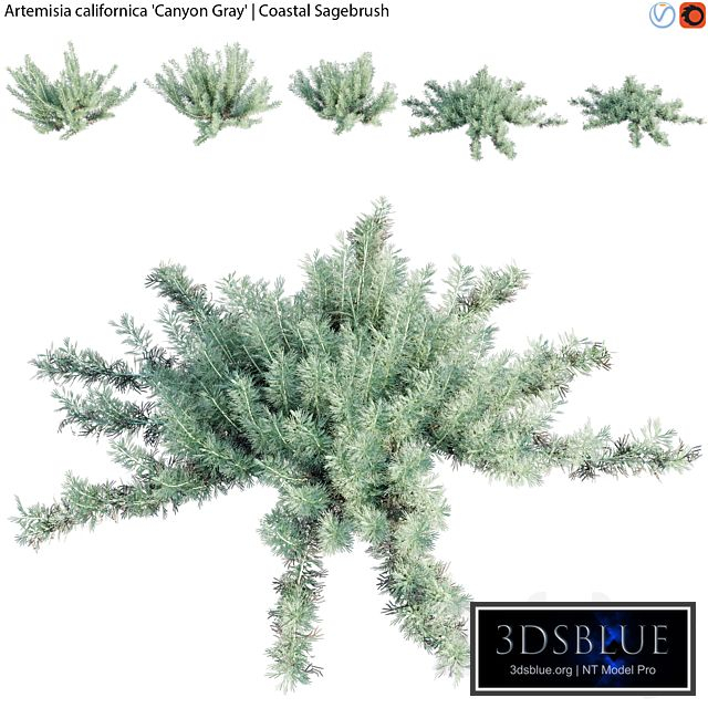 Artemisia californica - Coastal Sagebrush - 01