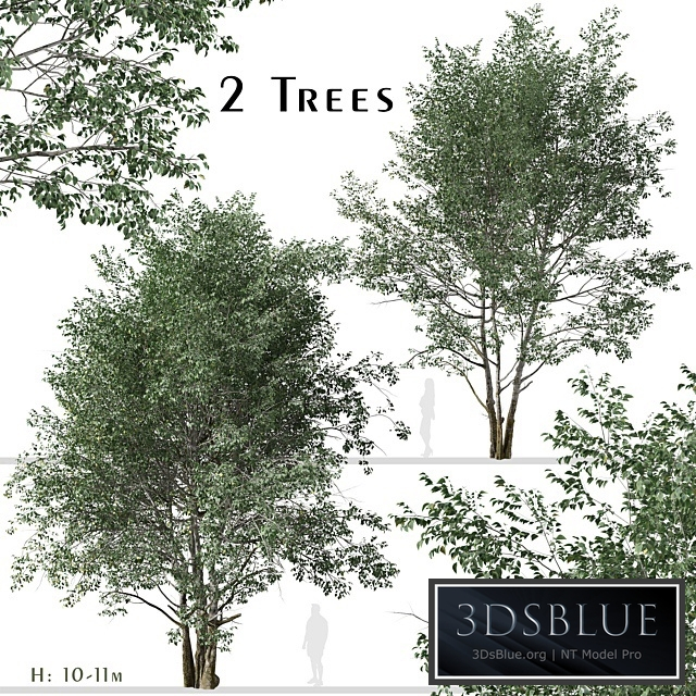 Set of Downy Birch Trees (Betula pubescens) (2 Trees)