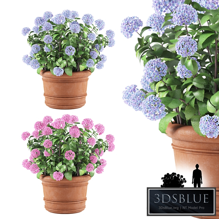 Hortense in a plant | Hydrangea macrophylla