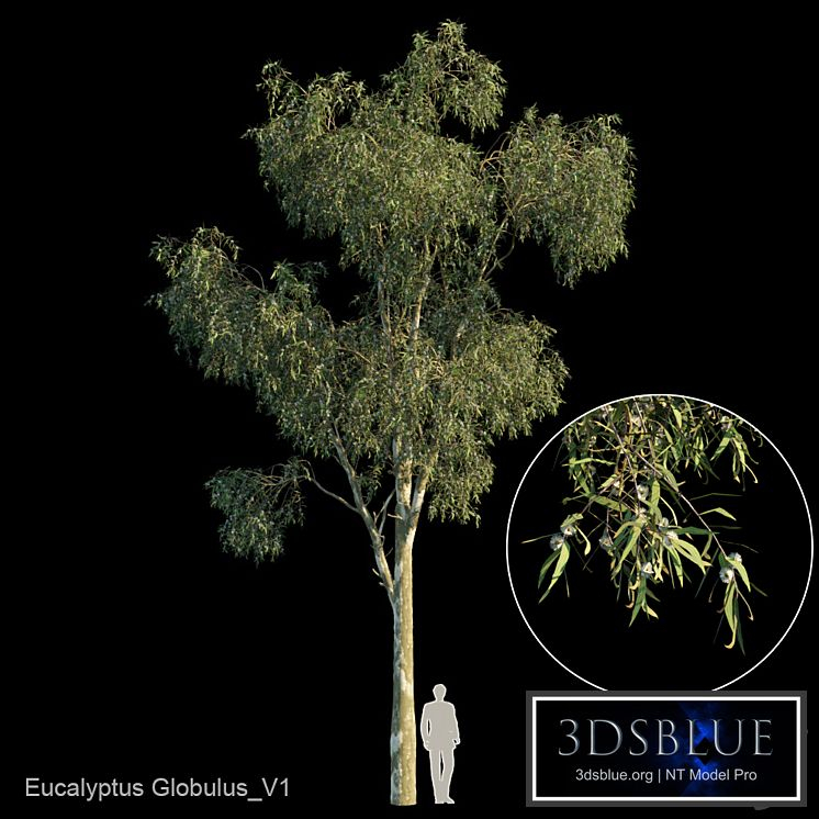 Eucalyptus globulus var1