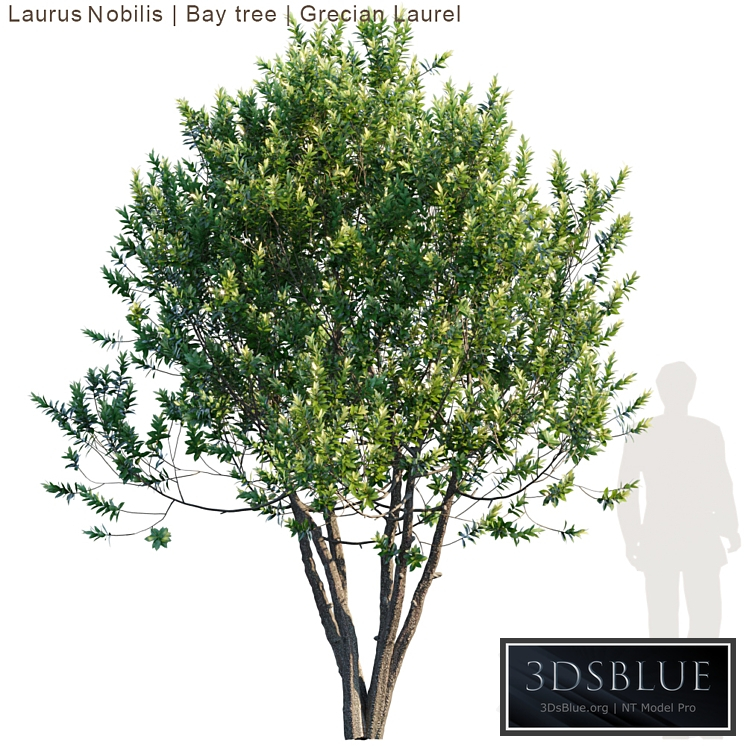 Laurus Nobilis | Bay tree | Grecian Laurel tree