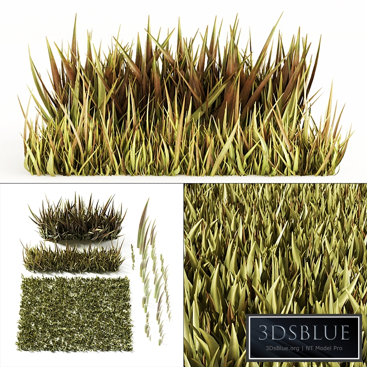Grass