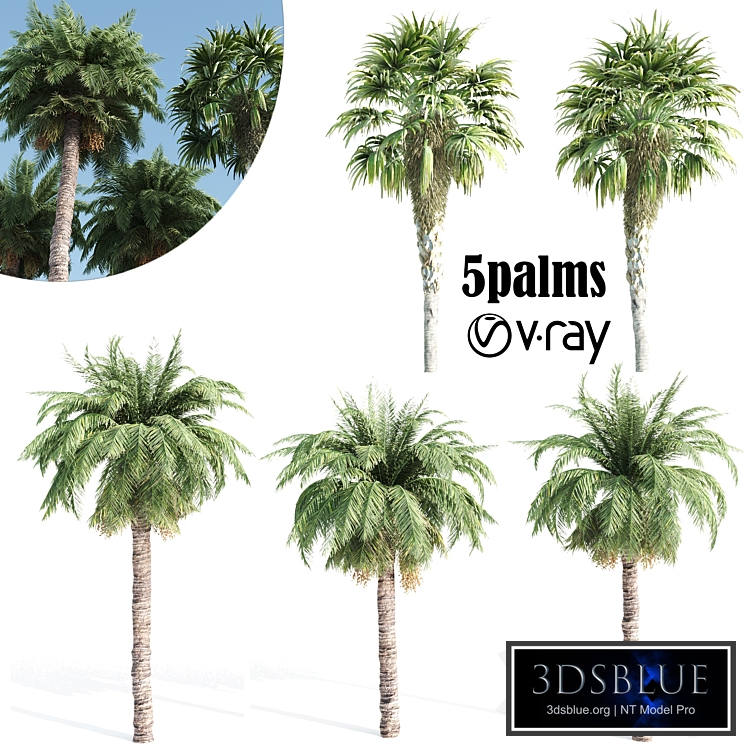 palm tree- vray