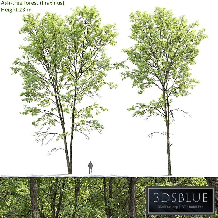Ash-tree forest #1 (23m)