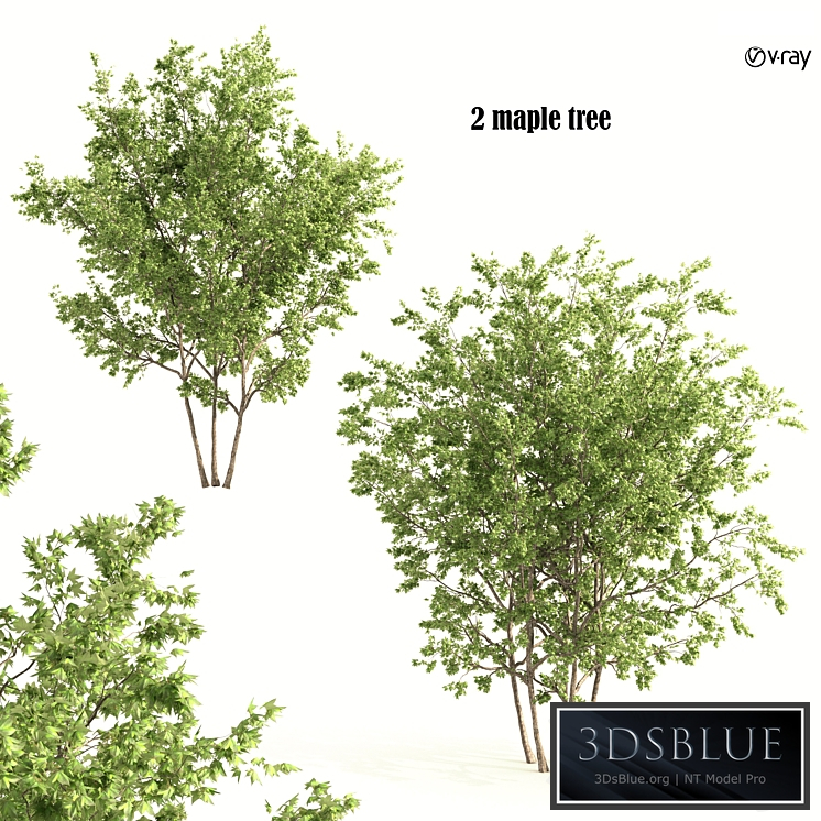 2 maple tree