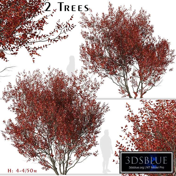 Set of Cotinus Grace Trees (Smoke Tree) (2 Trees)