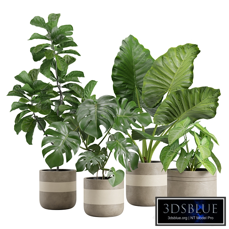 Indoor Plant Pack 21