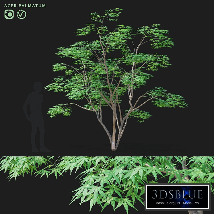 Maple palm tree | Acer palmatum