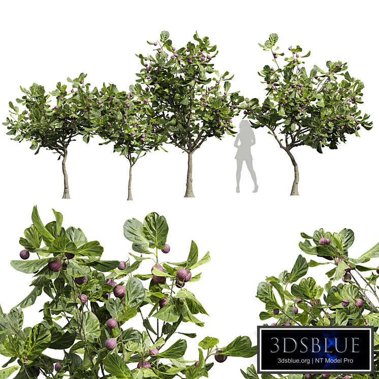 New Plant High detail Ficus Carica Feige Fig