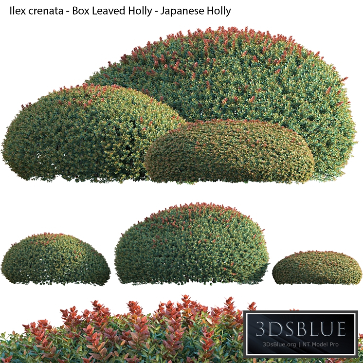 Ilex crenata - Box Leaved Holly - Japanese Holly - 02