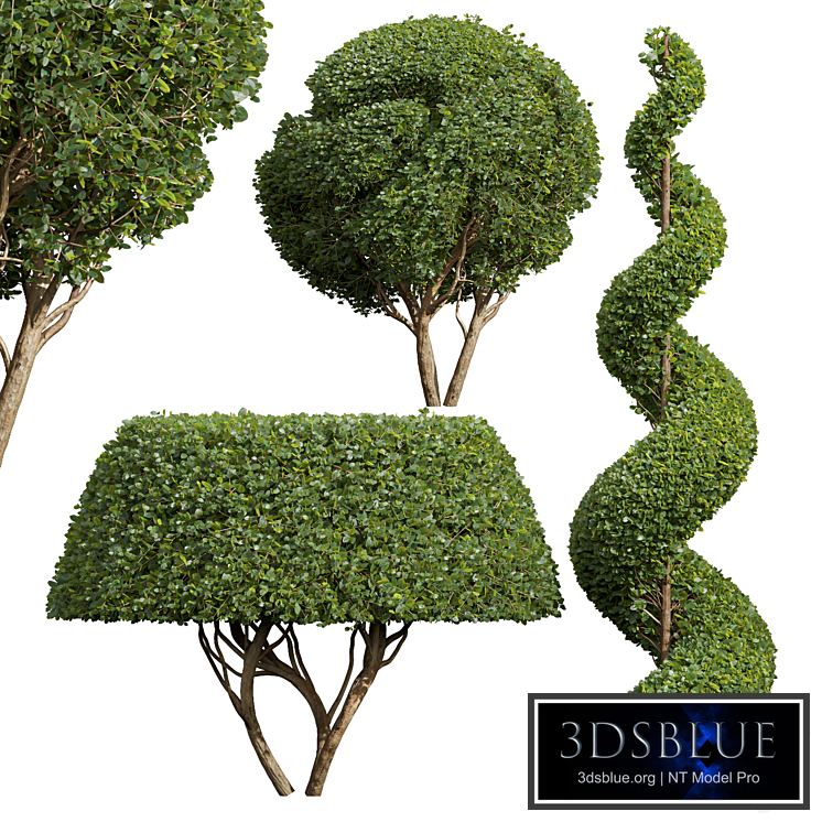 Ficus Concinna Bonsai Pruned-3 trees