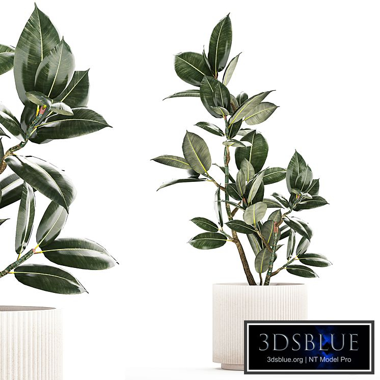 Beautiful small tree in a modern pot Ficus rubbery, elastica, Ficus Ab