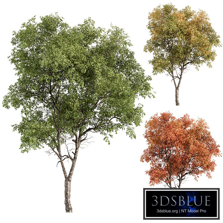 Broadleaf Tree - Tree Set 227