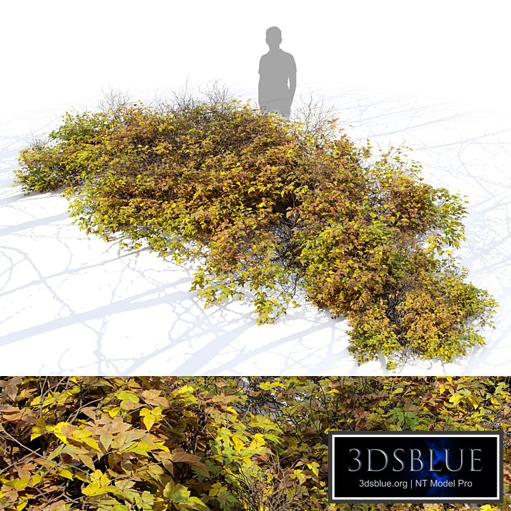 Bush 024