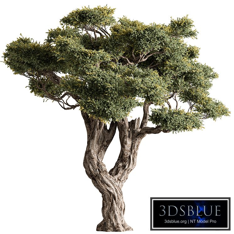 Ola Tree Set 294