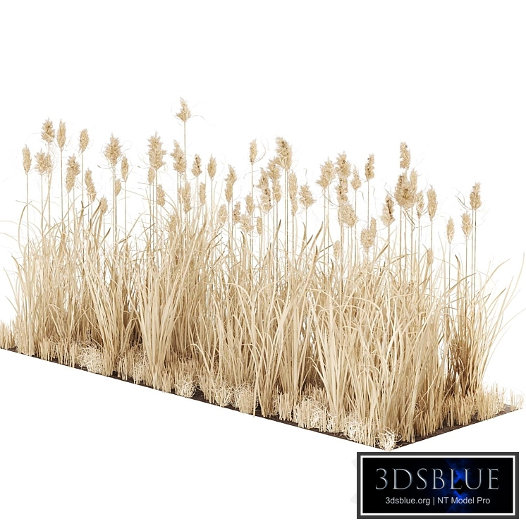 Dry reeds