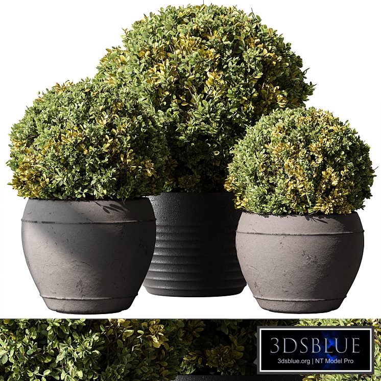 Outdoor Plants 624 - Topiary Ball