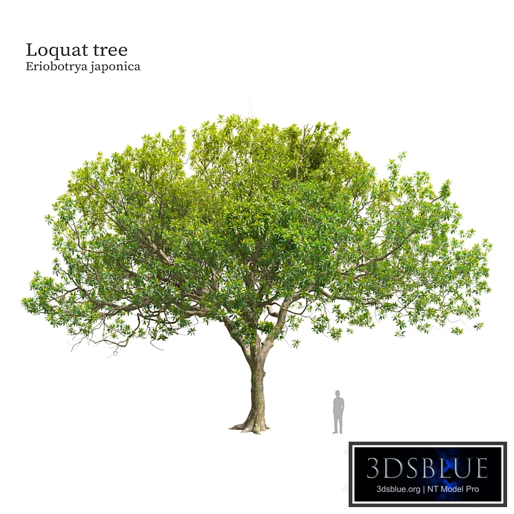 Loquat tree 02